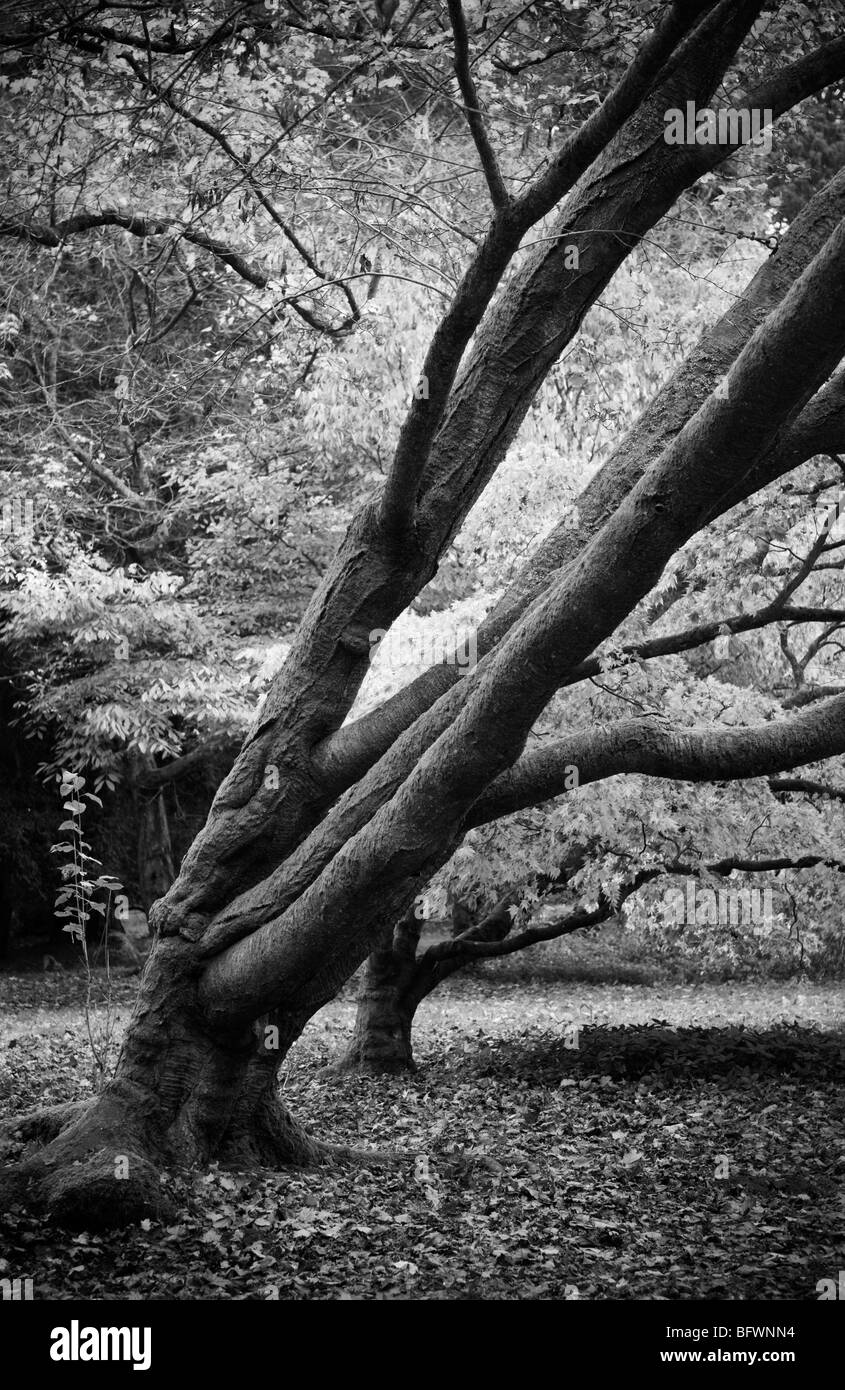 Black and white leaning tree hi-res stock photography and images - Alamy