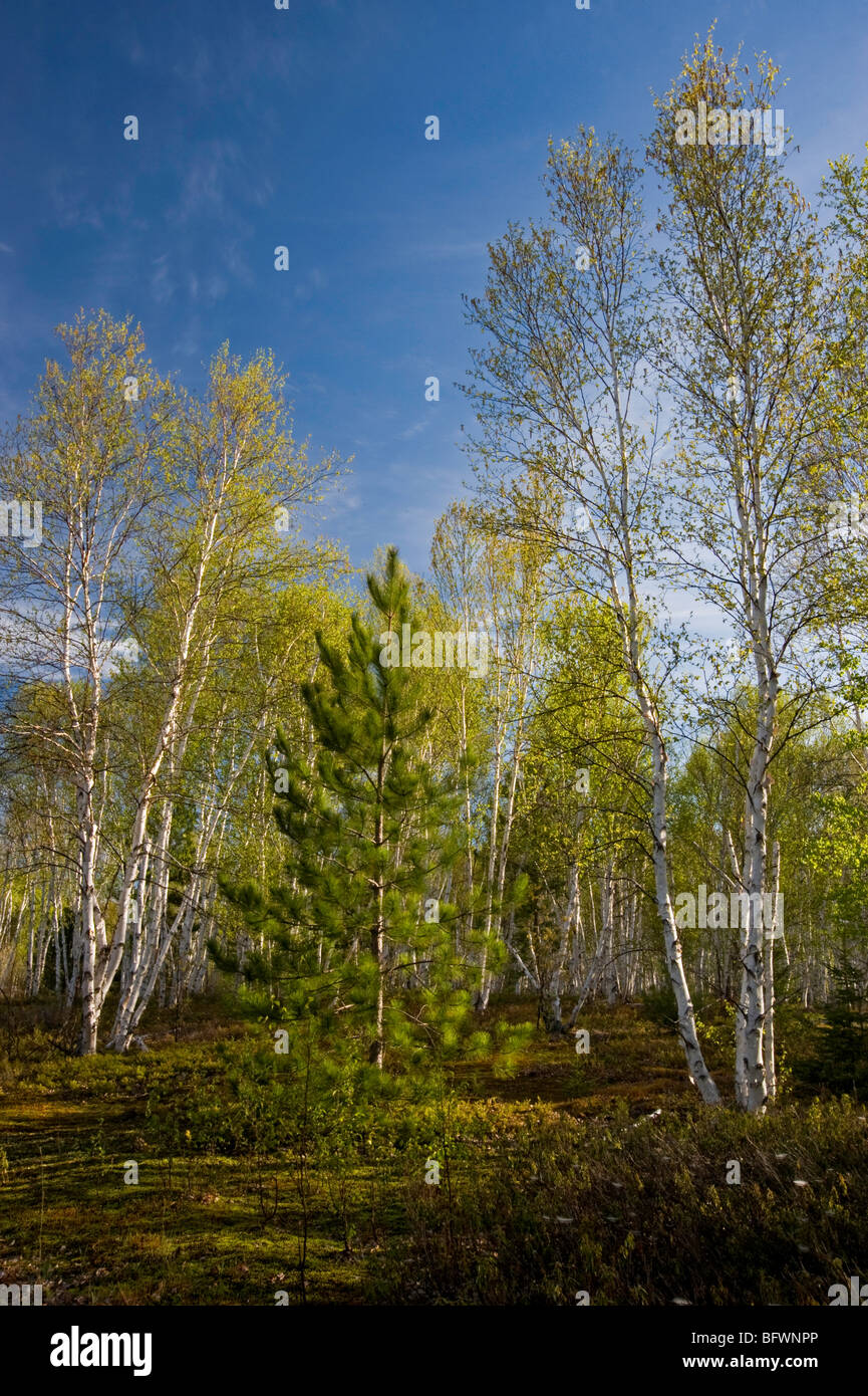 Birch trees with emerging foliage in morning light, Greater Sudbury ...