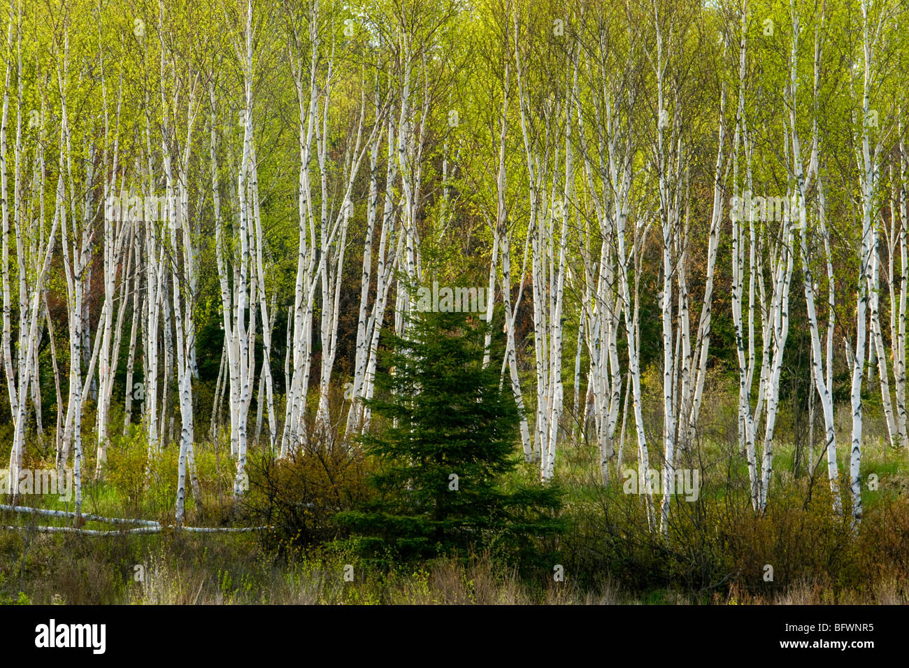 Birch grove and spruce tree in spring, Greater Sudbury, Ontario, Canada ...