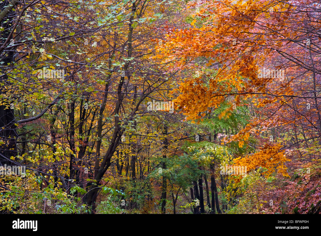 Color patterns in autumn forest Stock Photo - Alamy