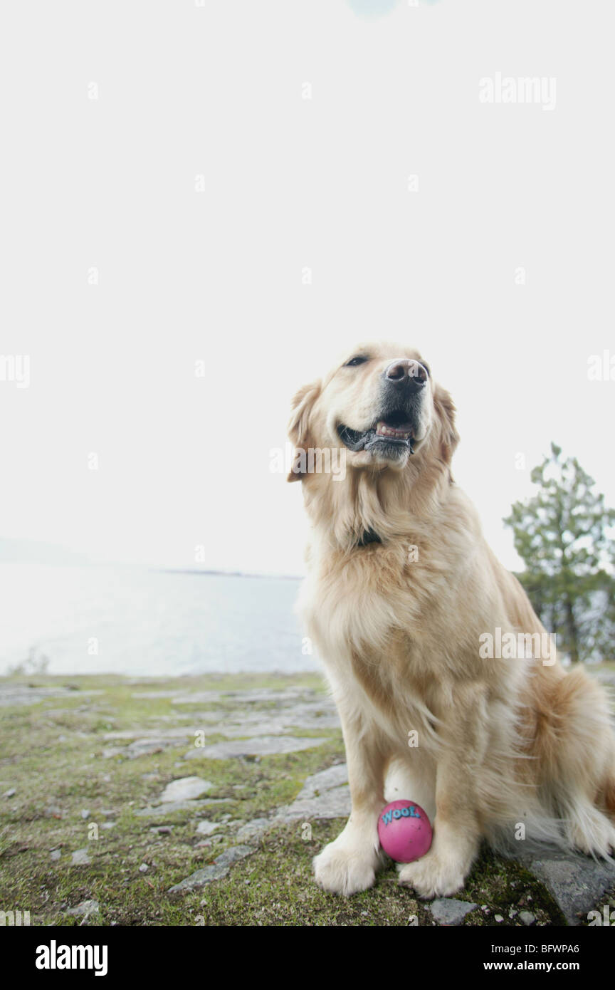 portrait of golden retriever with ball Stock Photo - Alamy