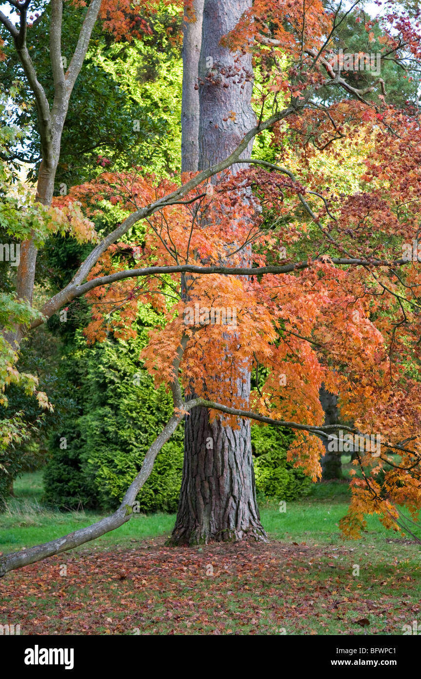 Tress alive with Autumn colour Stock Photo - Alamy