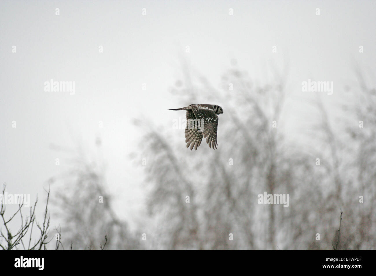 owl in the grass after catching a mouse Stock Photo - Alamy