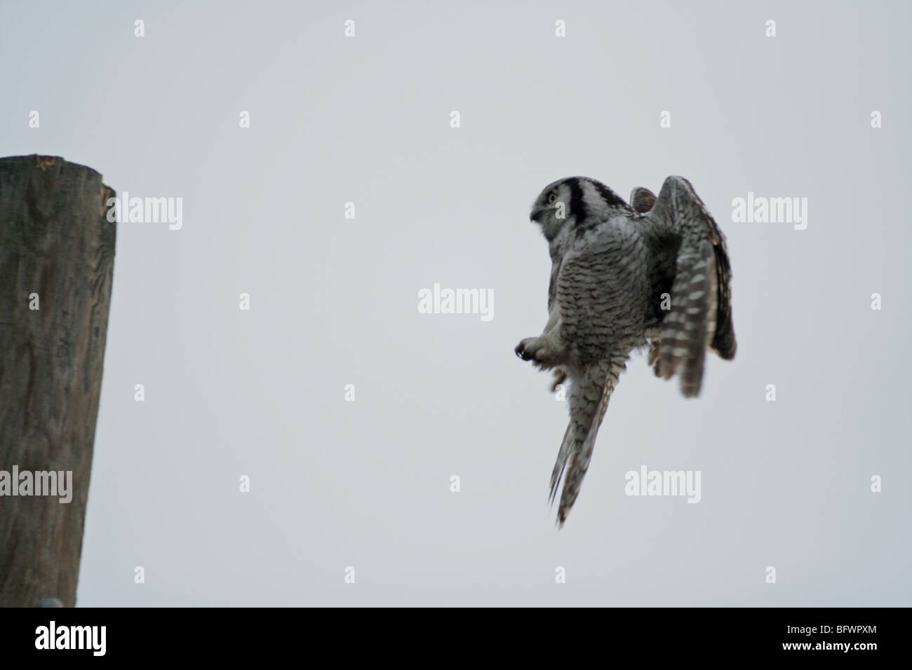 hawk owl flying against white sky Stock Photo - Alamy
