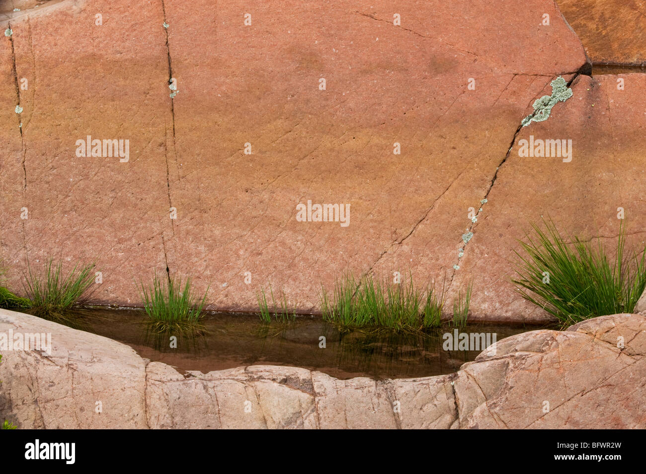 Vernal pool and grasses in red granite outcrops along shore of Lake ...
