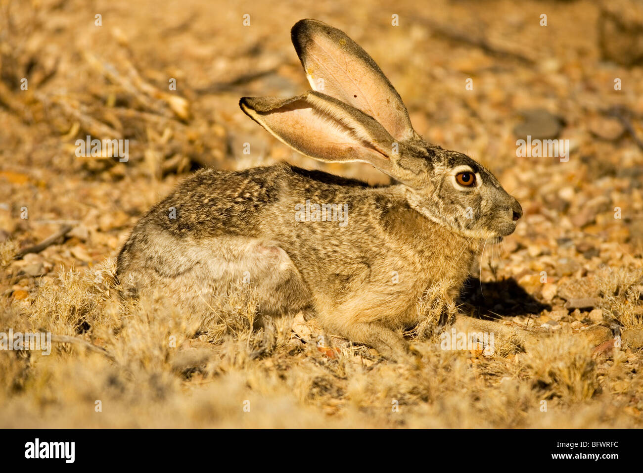 Ears animals hi-res stock photography and images - Alamy