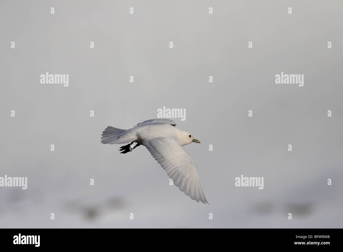 ivory gull flying against tundra and snow in Svalbard Stock Photo - Alamy