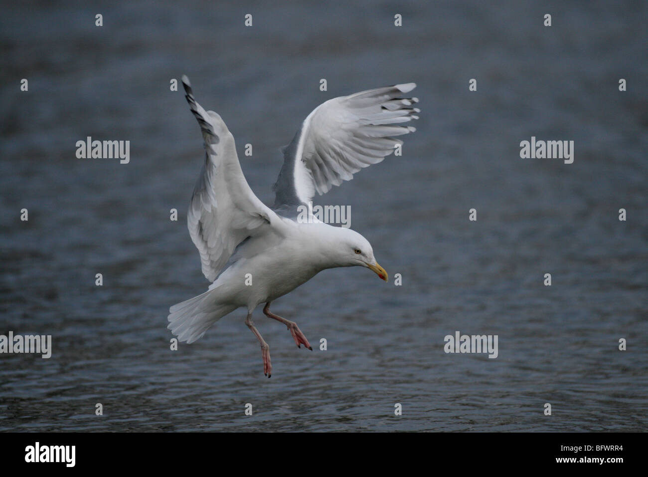 seagull flying over water Stock Photo - Alamy