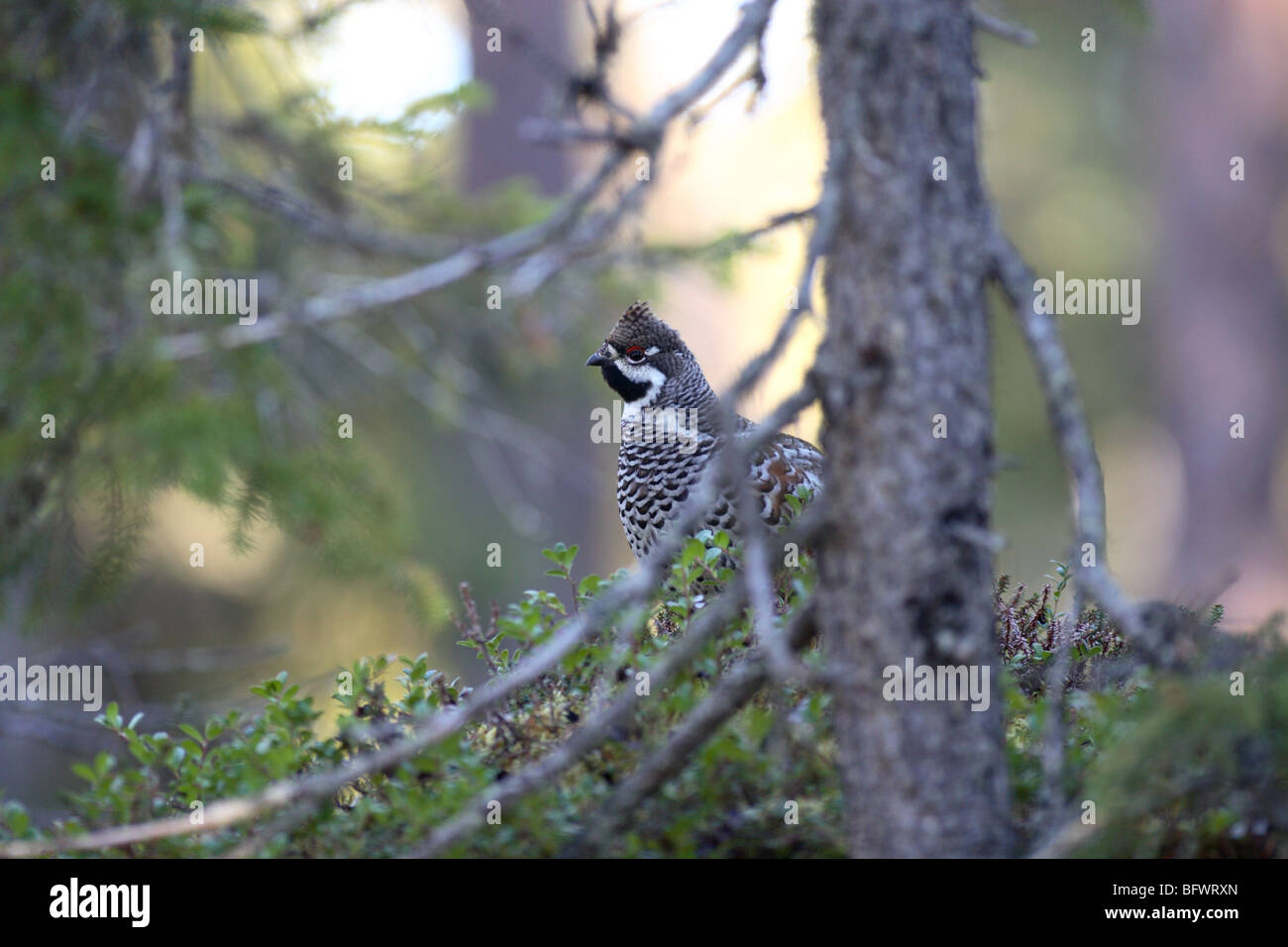 hazel hen sitting in forest environnement Stock Photo - Alamy