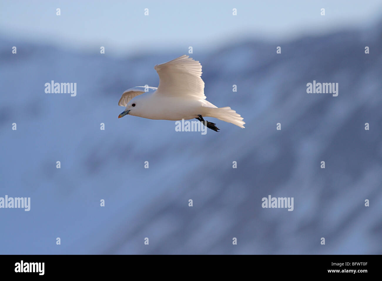 ivory gull flying against tundra and snow in Svalbard Stock Photo - Alamy