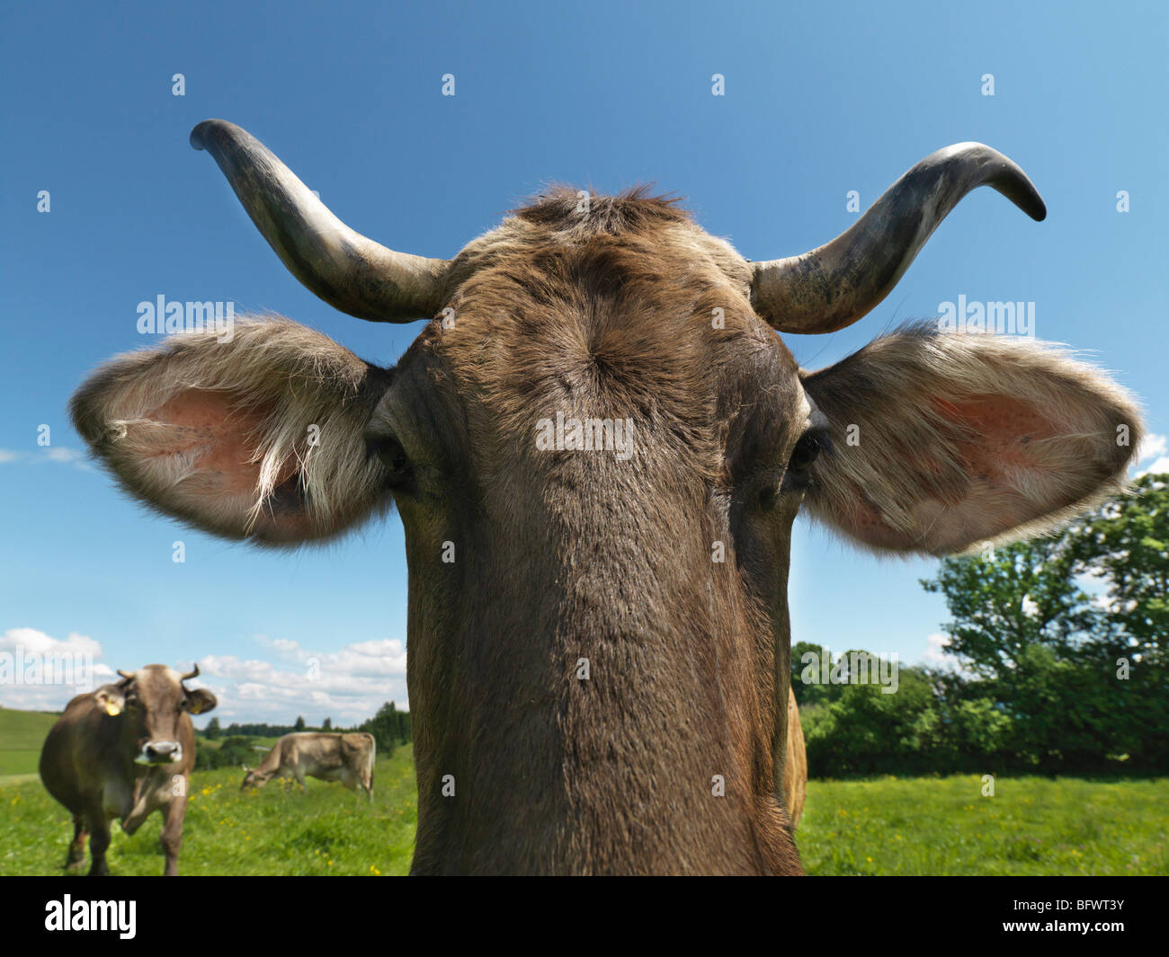 Cows in field Stock Photo - Alamy