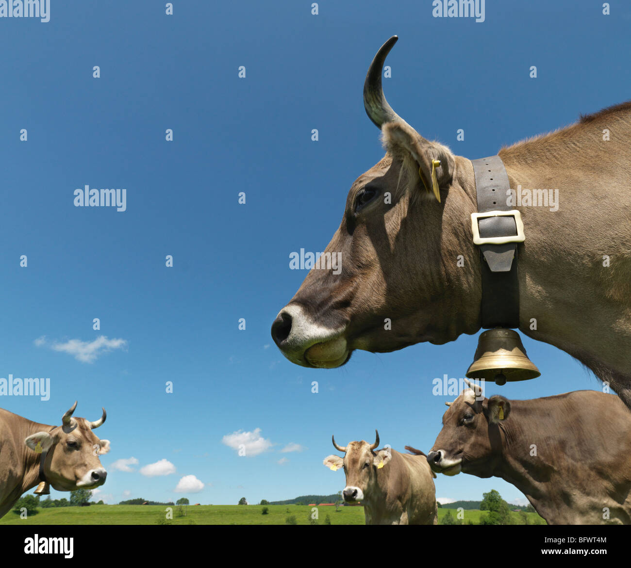 Dairy cow portrait low angle hi-res stock photography and images - Alamy