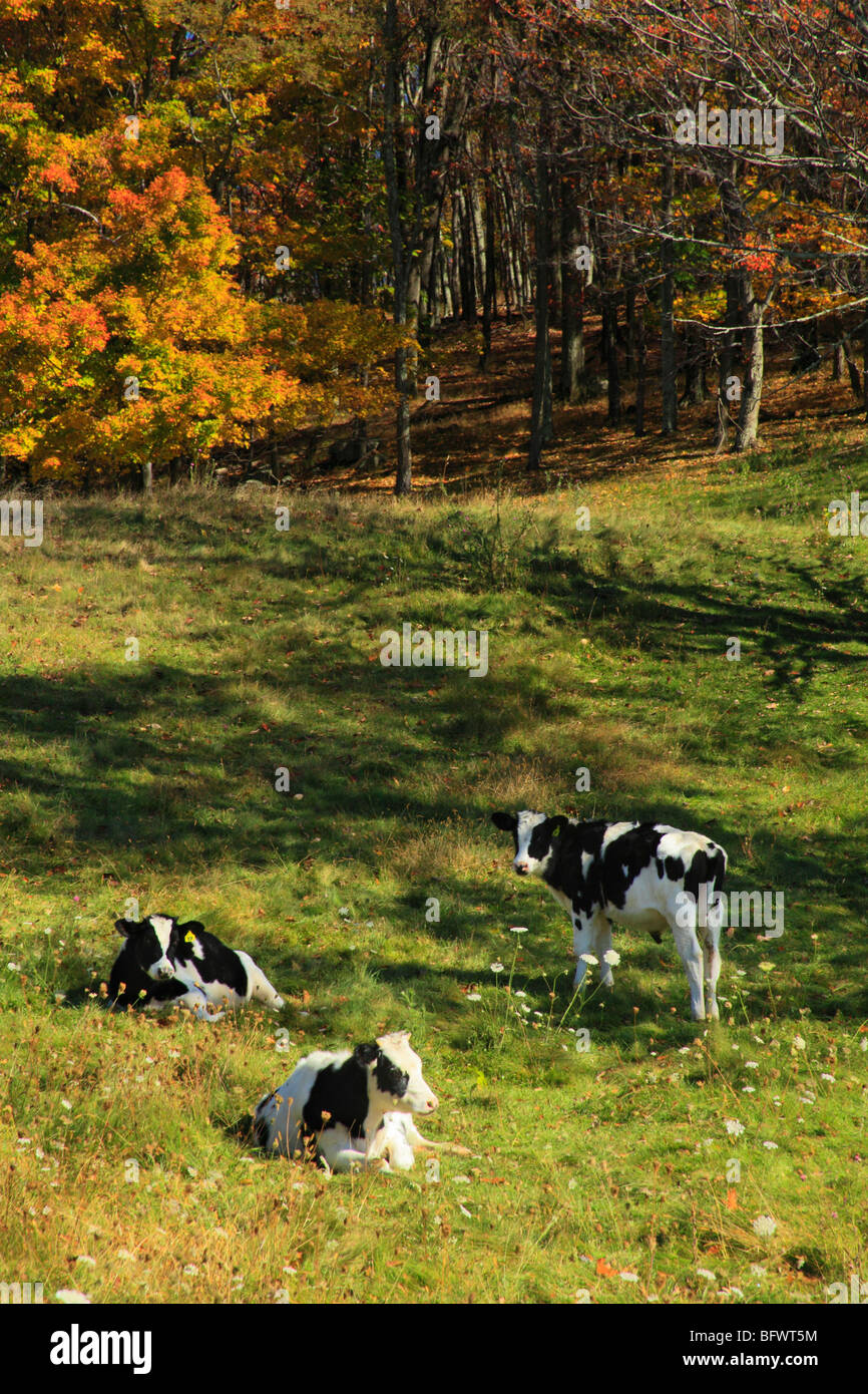 Cows hi-res stock photography and images - Alamy