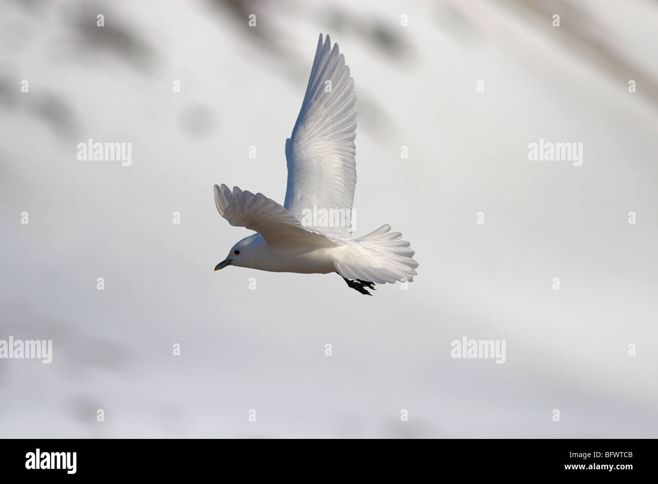 ivory gull flying against tundra and snow in Svalbard Stock Photo - Alamy