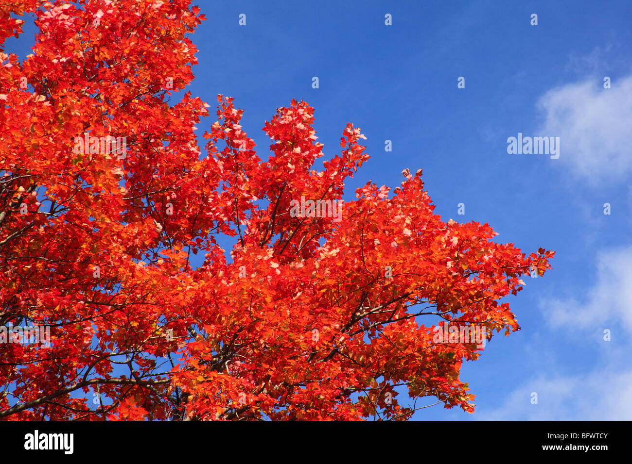 Fall foliage along Blue Ridge Parkway near Tye River, Virginia Stock ...