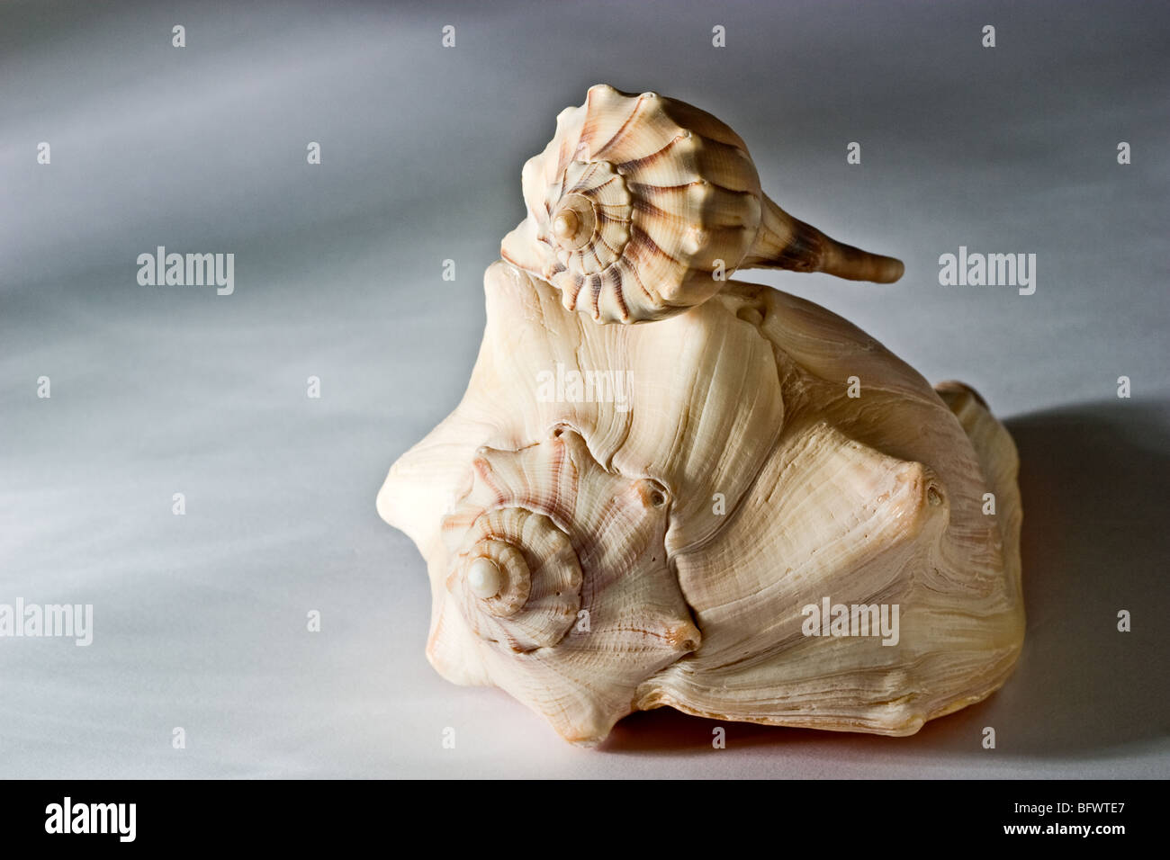 Two conch sea shells a smaller one on top of another one Stock Photo ...