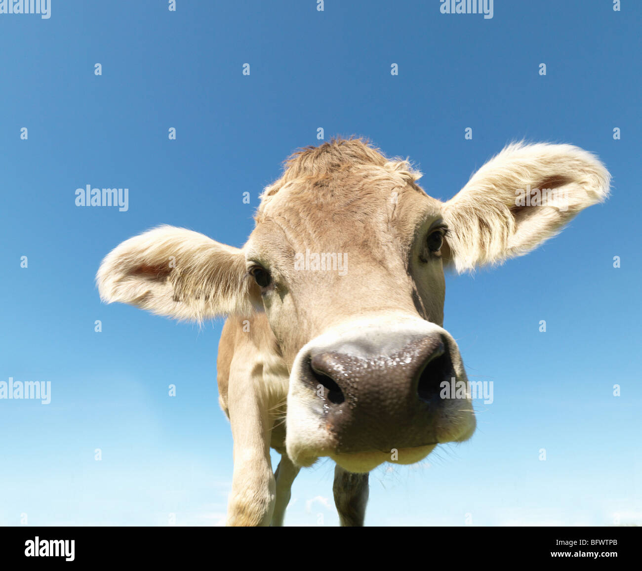 Dairy cow portrait low angle hi-res stock photography and images - Alamy