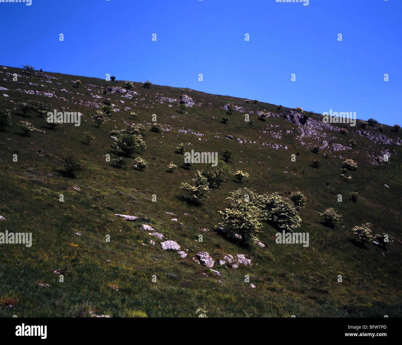 Hawthorn Trees Lathkill Dale Derbyshire England Stock Photo - Alamy