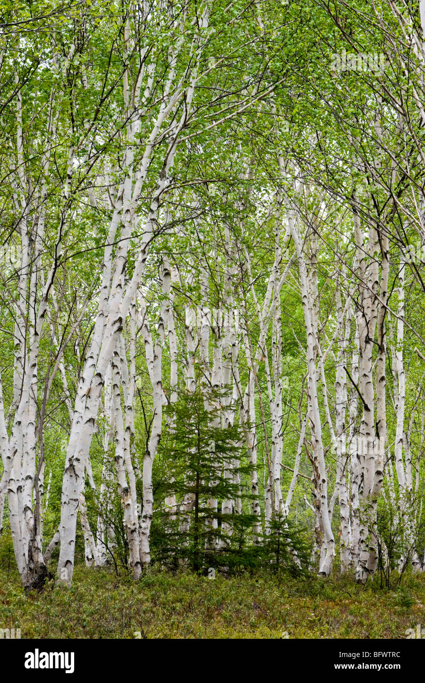 White birch (Betula papyrifera) grove with spring foliage and red pine ...