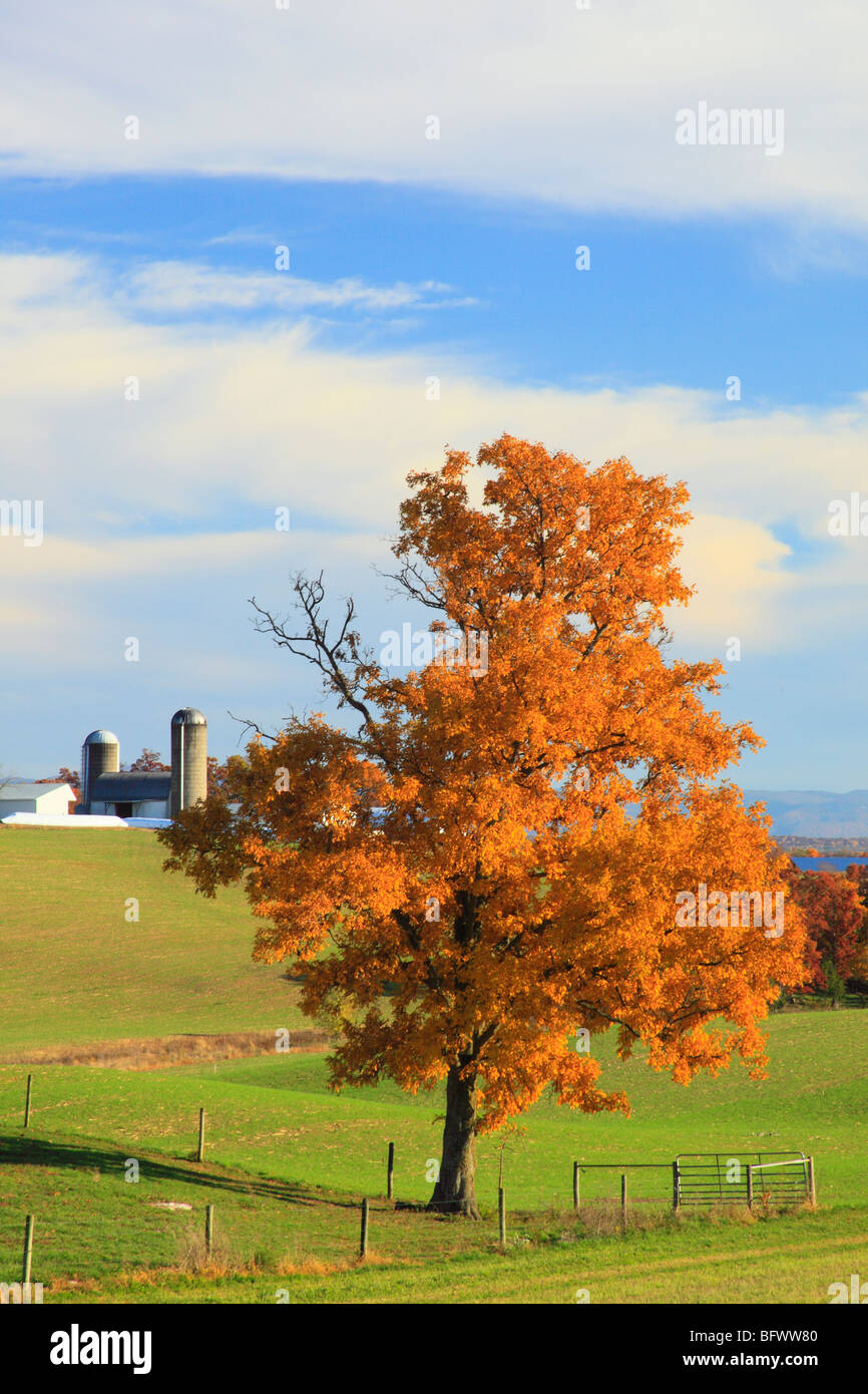 Fall foliage at farm in Dayton, Shenandoah Valley, Virginia Stock Photo ...