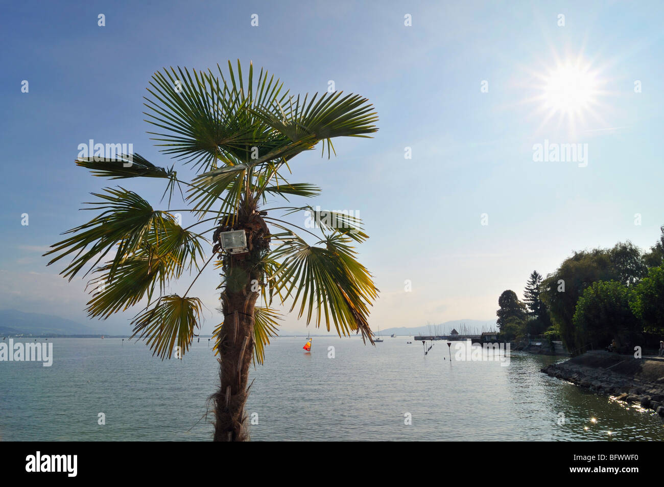 Palm tree in Lindau, Lake Constance, Baden-Wuerttemberg, Germany Stock ...