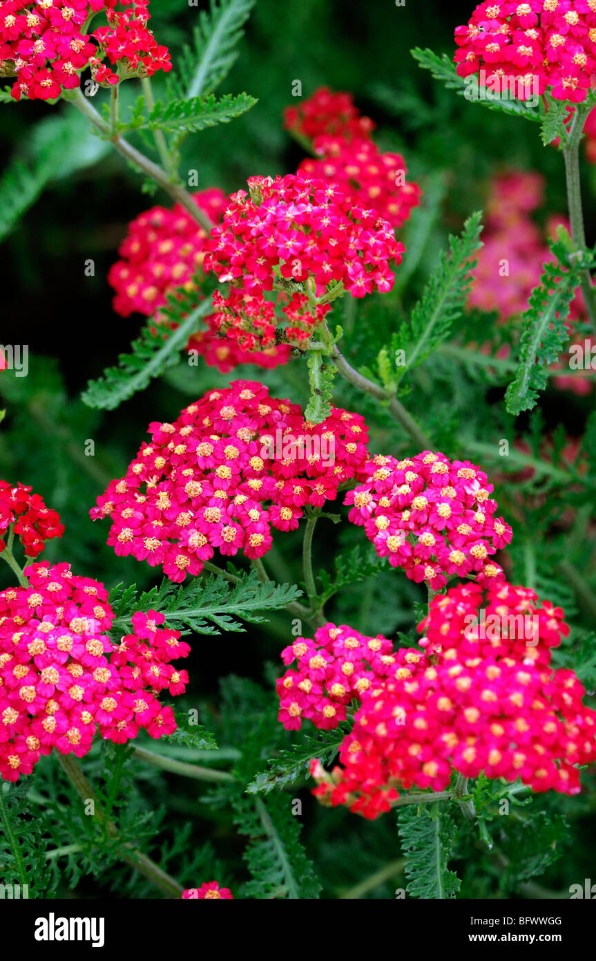 Achillea paprika hi-res stock photography and images - Alamy