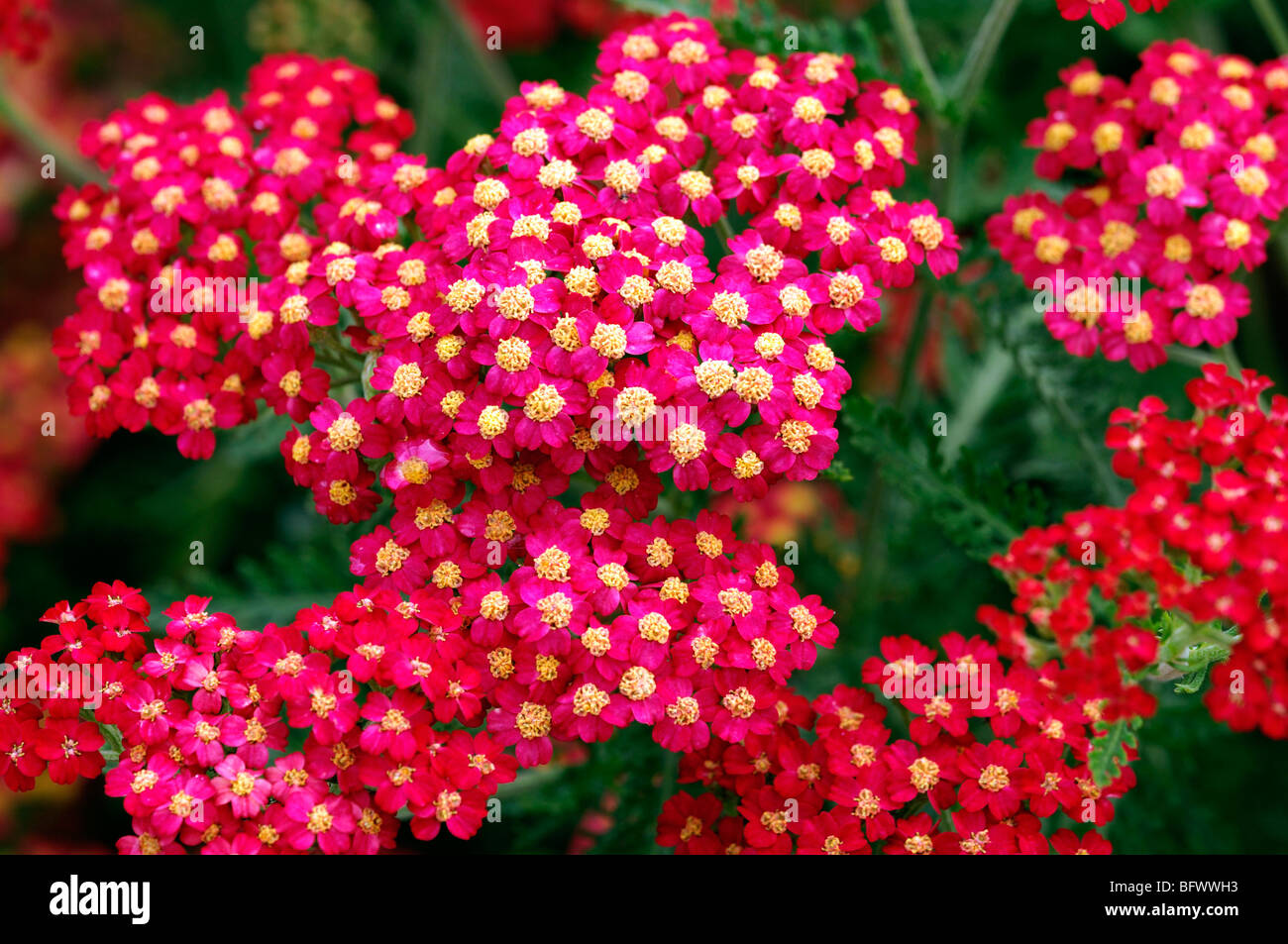 achillea millefolium paprika red yarrow flower bloom blossom herbaceous ...