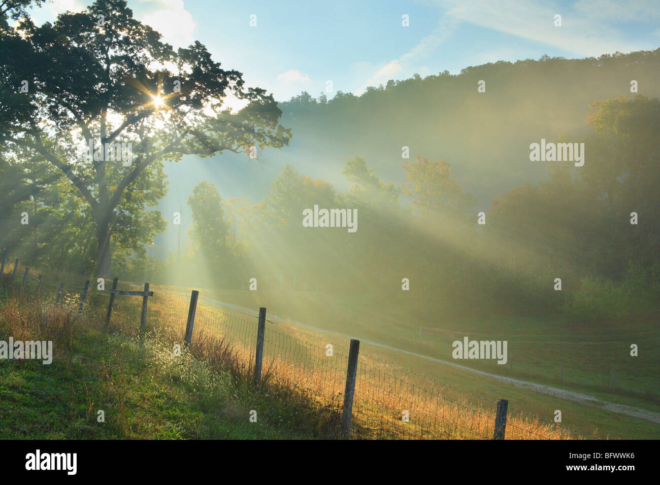 Rays of early morning sunlight cut through the fog on farm at Massies ...