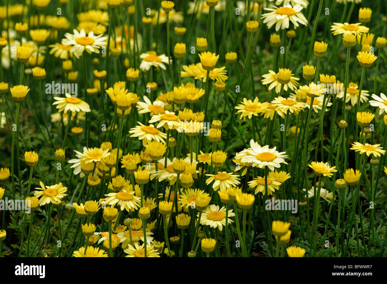 Anthemis tinctoria Mrs E C Buxton Yellow flowers of golden chamomile ...