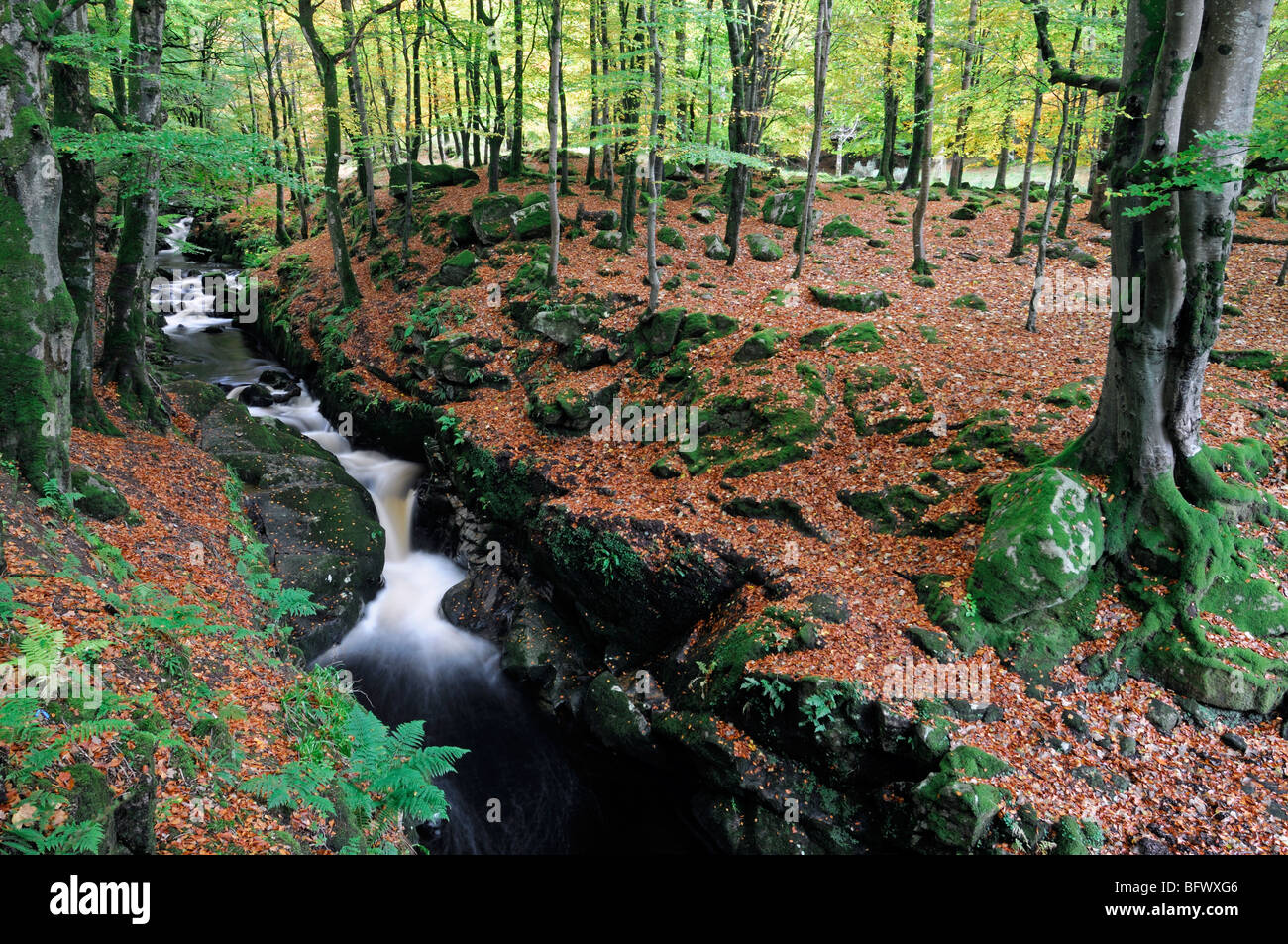 Cloghleagh River County Wicklow Ireland autumn fall color colour ...