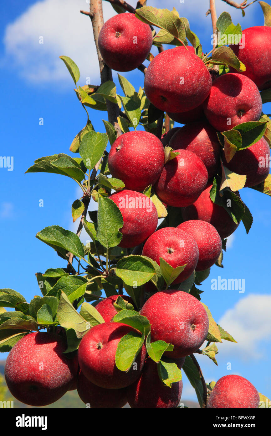 Dickie Brothers Apple Orchard at Massies Mill, Nelson County, Virginia ...