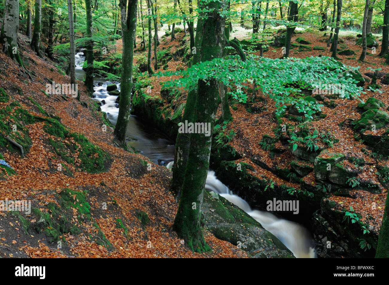 Autumn trees ireland hi-res stock photography and images - Alamy