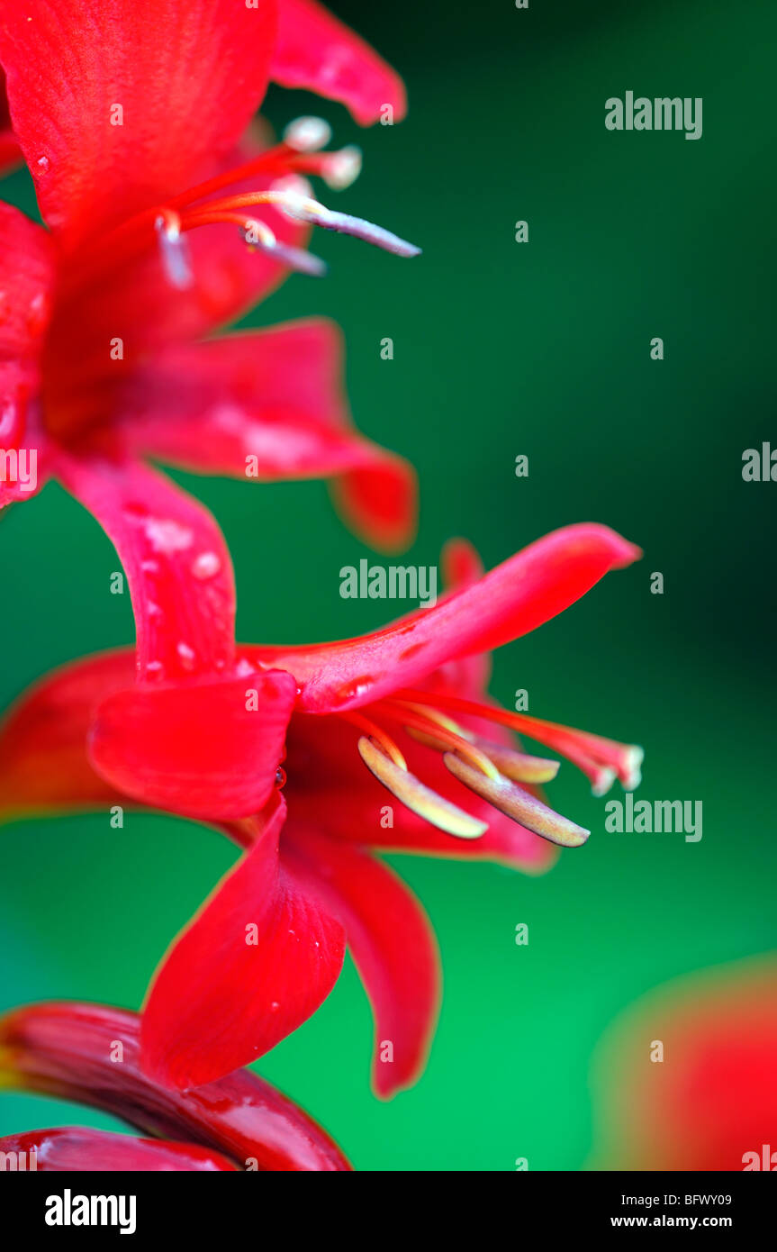 crocosmia lucifer flower buds unopened closeup close up detail red ...