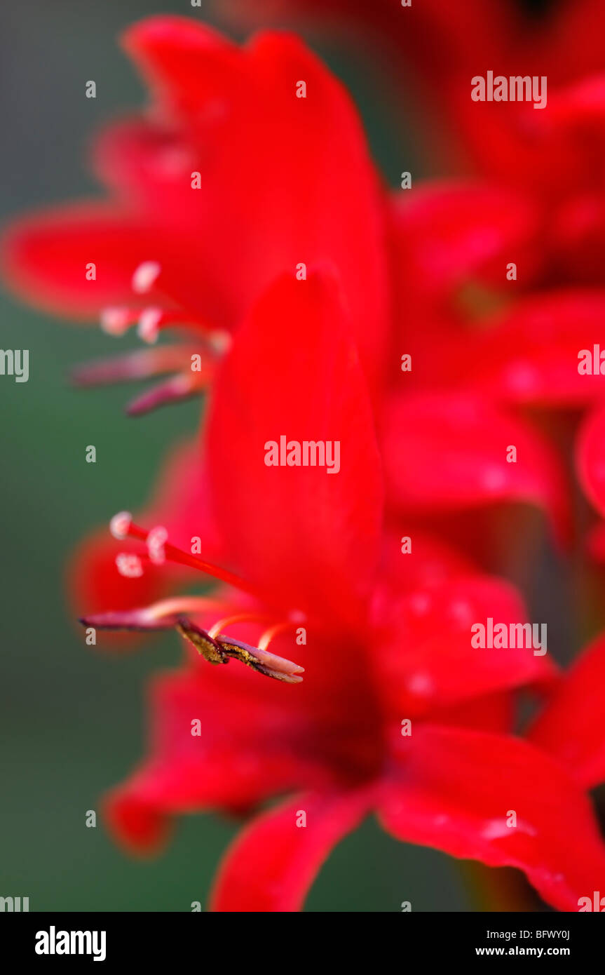 crocosmia lucifer flower buds unopened closeup close up detail red ...