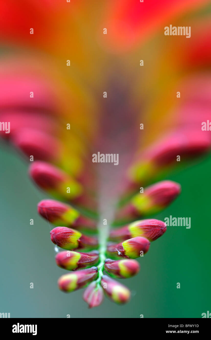 Red lucifer crocosmia hi-res stock photography and images - Alamy