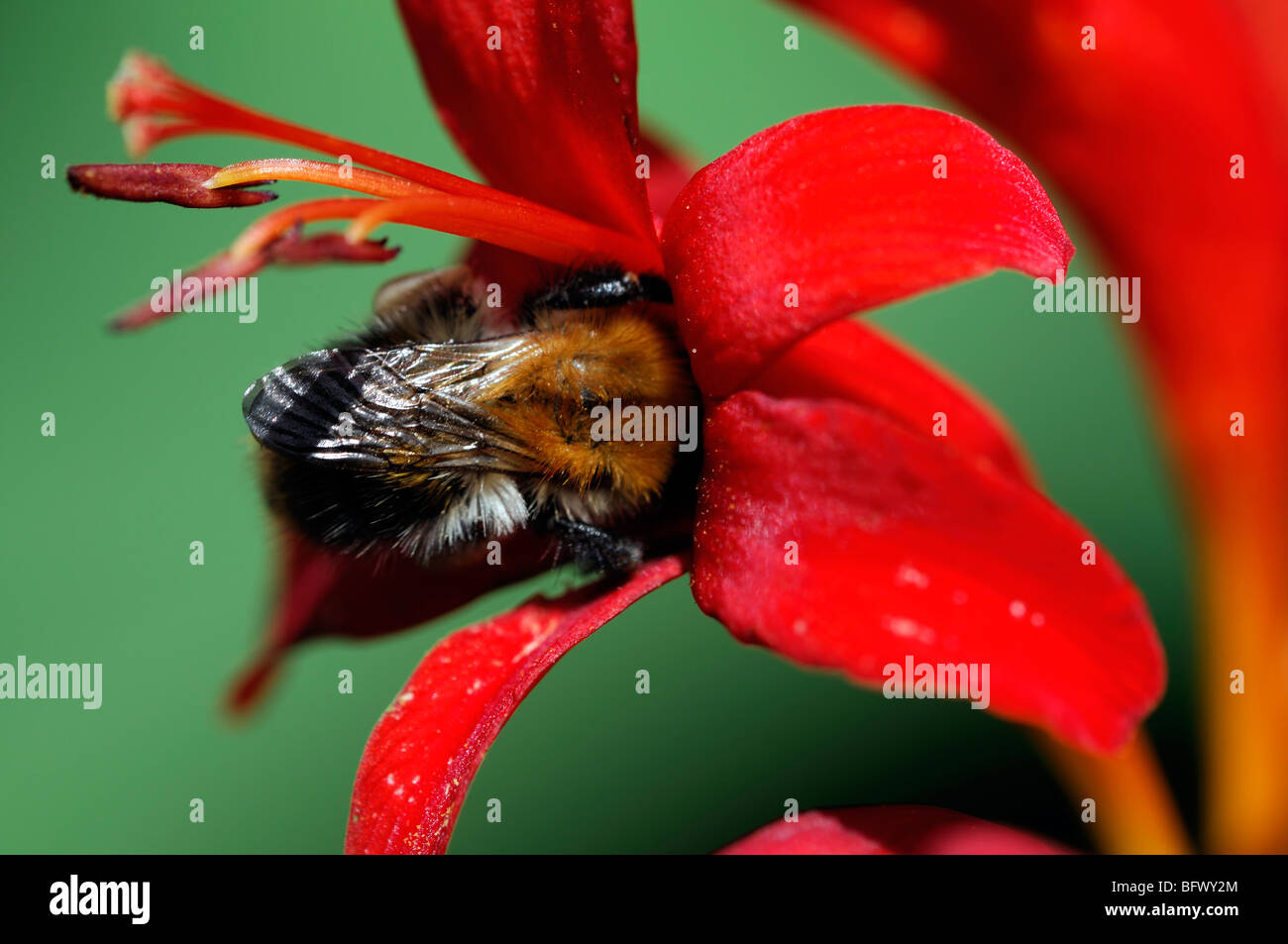 crocosmia lucifer flower bee stuck inside collect pollen buds unopened ...