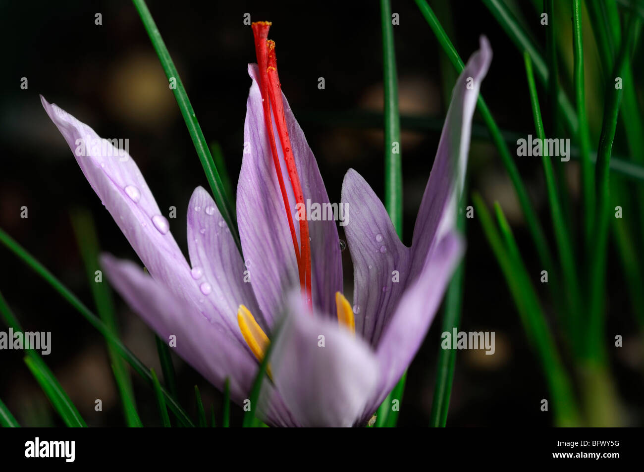 Crocus sativus Autumn Crocus Saffron flower single one open bloom ...