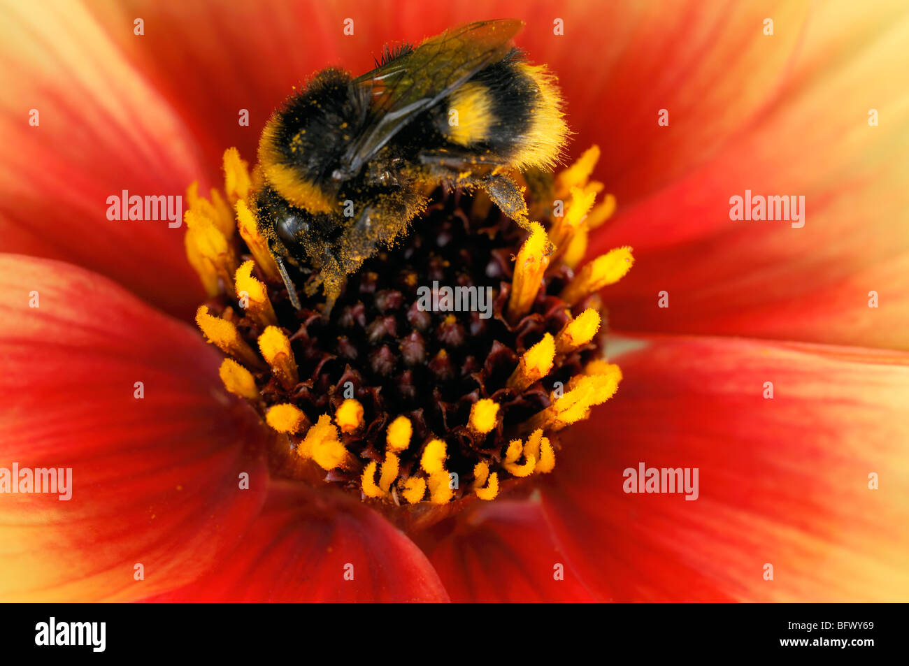 honey bee feeding feed drink drinking nectar pollen pollinating ...