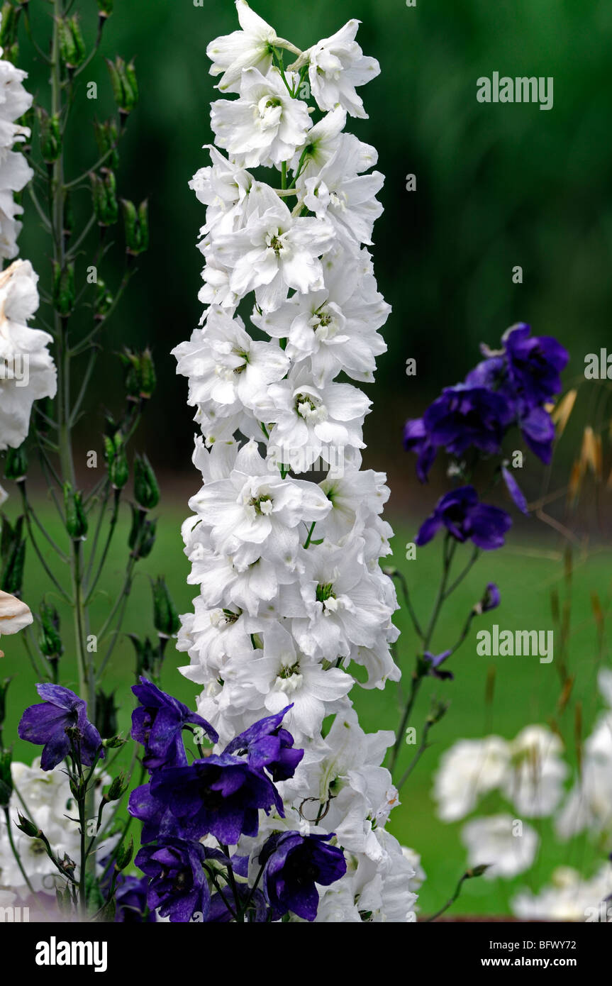 Delphinium pacific hi-res stock photography and images - Alamy