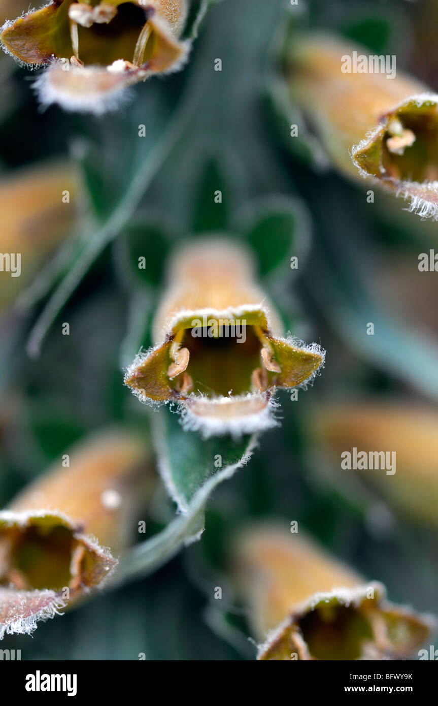 Digitalis parviflora hi-res stock photography and images - Alamy