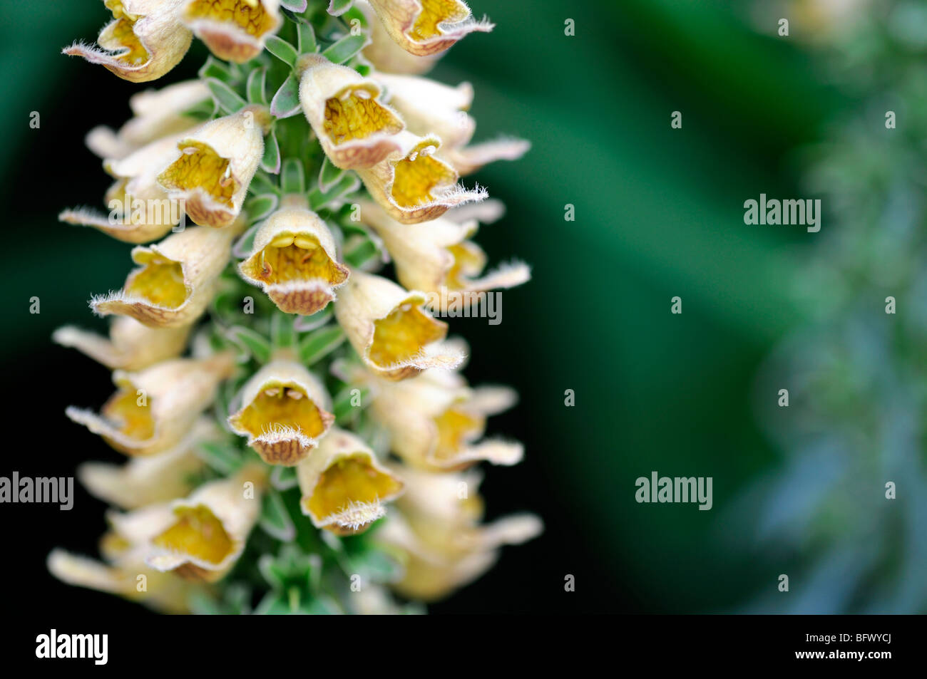 Digitalis stewartii hi-res stock photography and images - Alamy