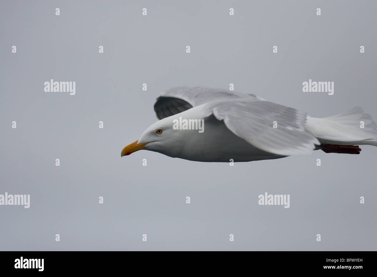 seagull flying close up Stock Photo - Alamy