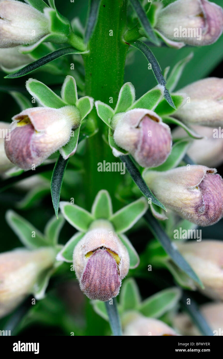 foxglove Digitalis stewartii closeup close up detail macro Stock Photo ...