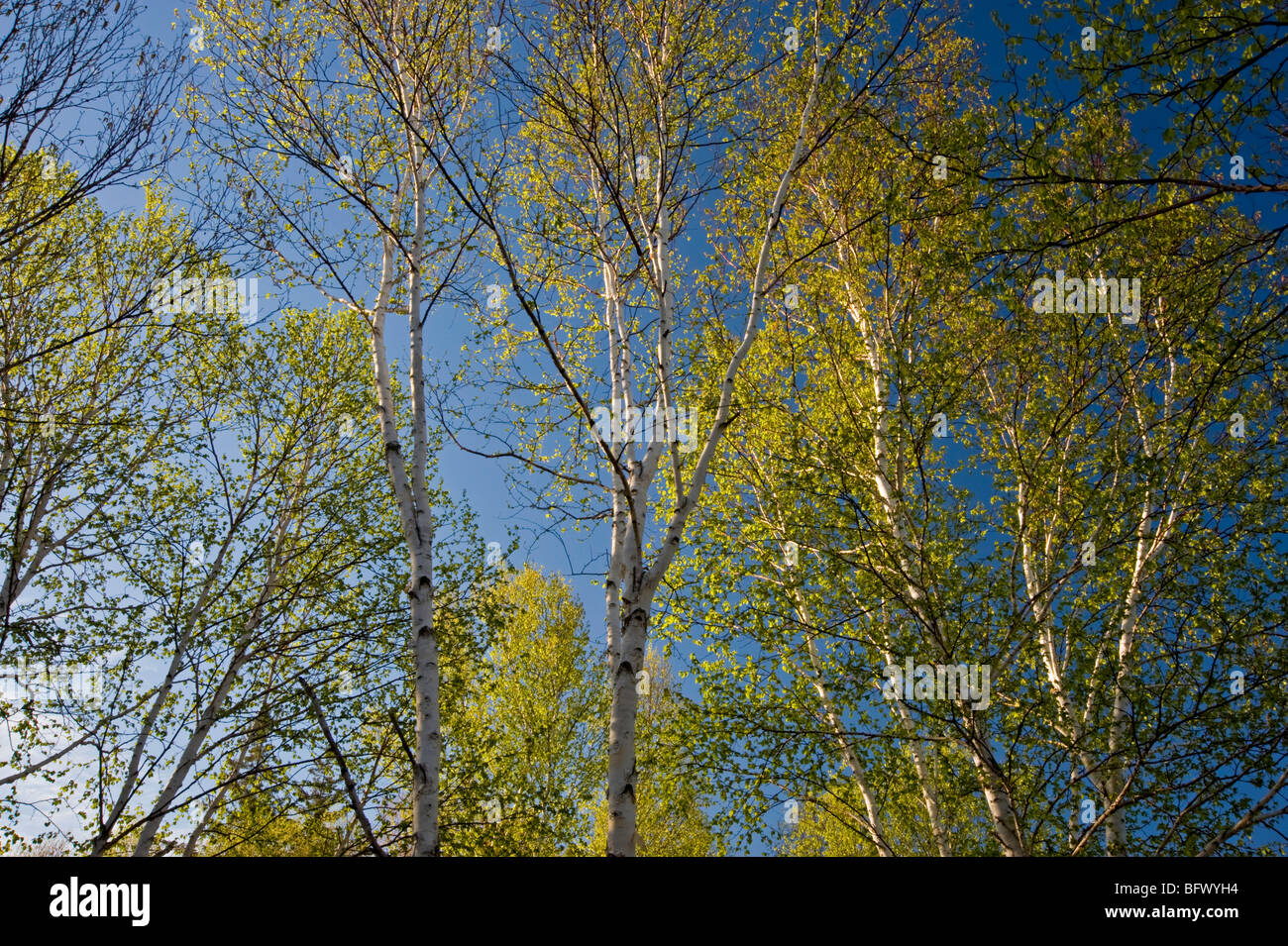 Birch trees with emerging foliage in morning light, Greater Sudbury ...