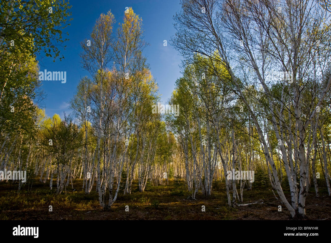 Emerging trees hi-res stock photography and images - Alamy