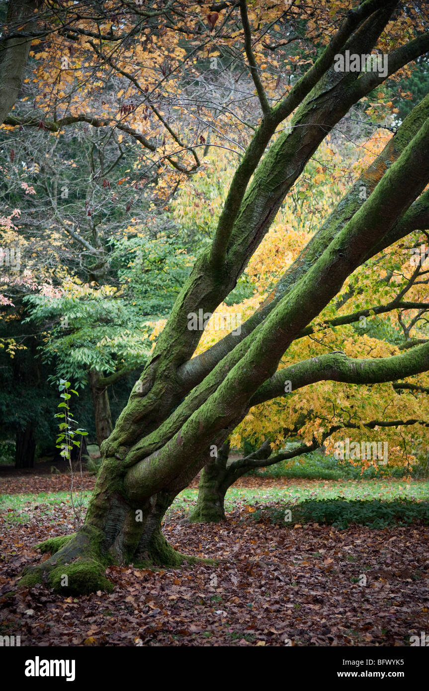 A leaning trees surrounded by the colours of Autumn in and English wood ...