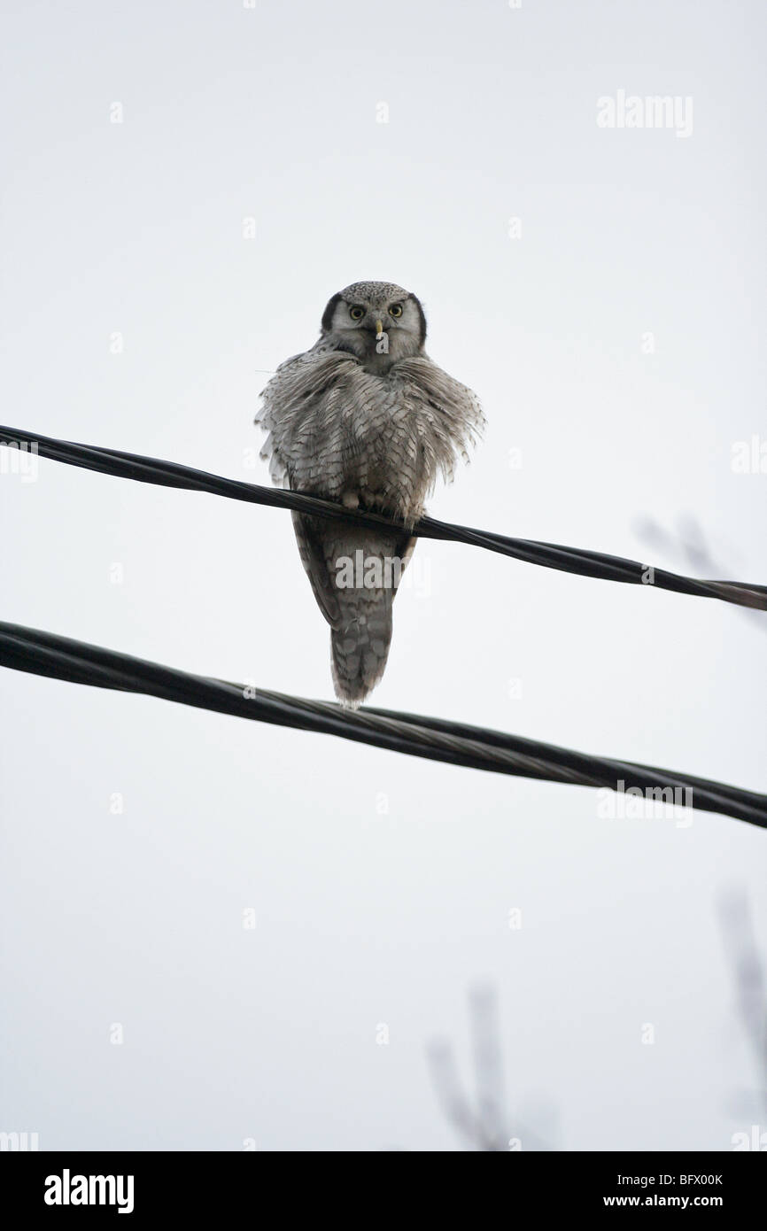 Powerline birds hi-res stock photography and images - Alamy