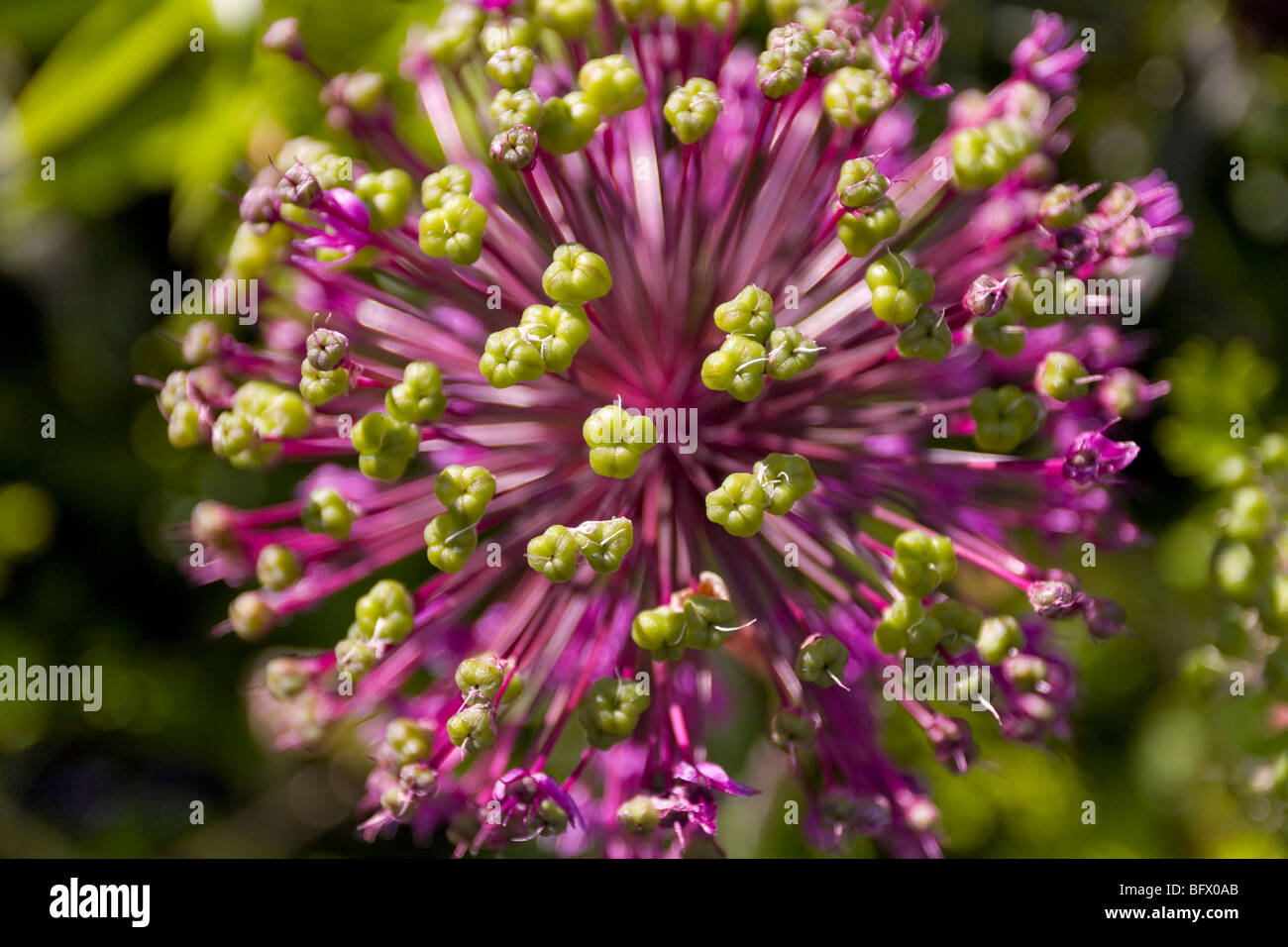 Purple allium flower heads closeup in summertime Stock Photo - Alamy