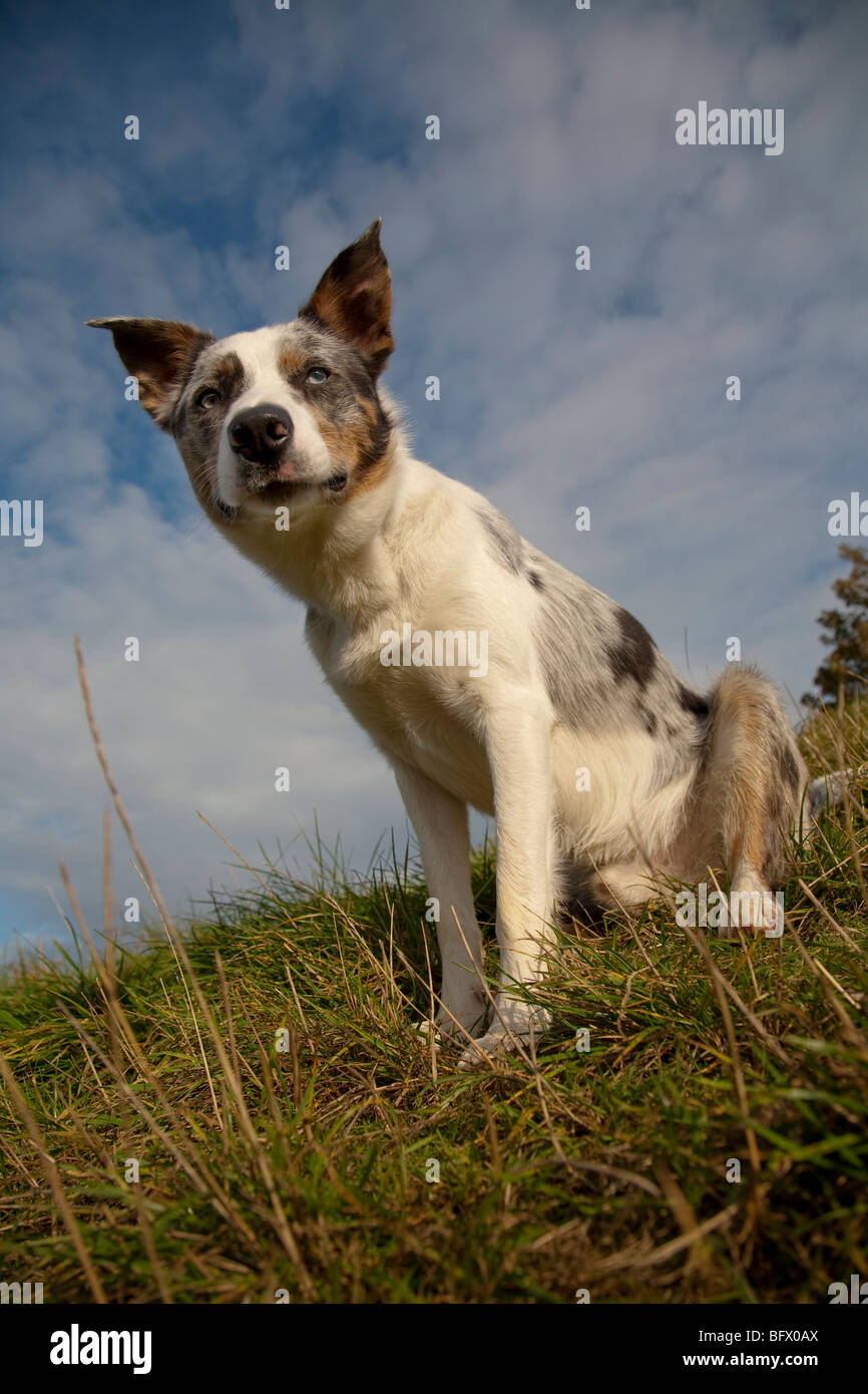 pedigree Blue tri triple merle border collie pet dog sat on grass with ...
