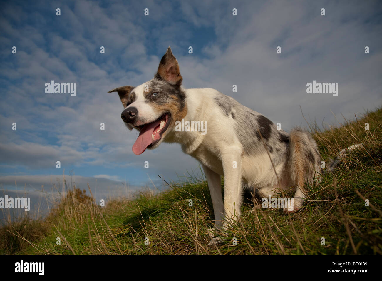 pedigree Blue tri triple merle border collie pet dog sat on grass with ...